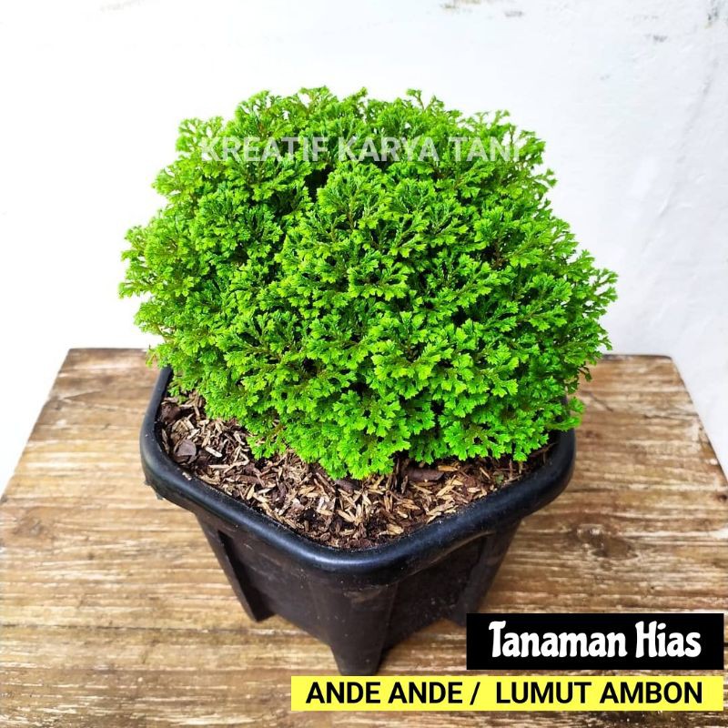 Jual Tanaman hias lumut ambon - Tanaman ande ande - lumut ambon ...