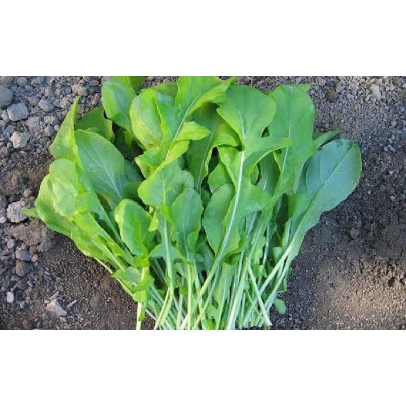 Harga Roquette Terbaru Juli 2023 |BigGo Indonesia