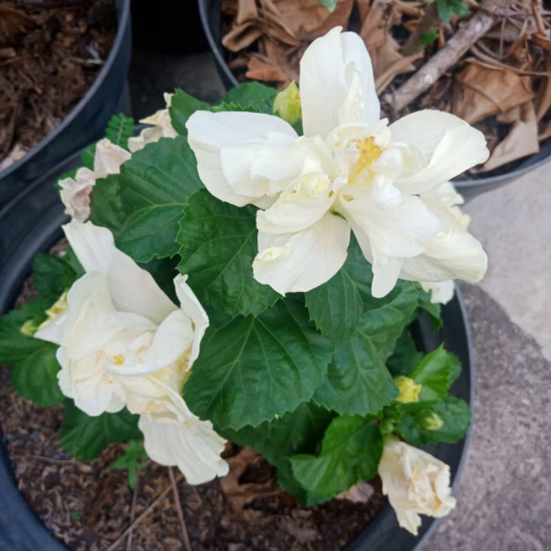 Jual bibit bunga sepatu hibiscus bangkok import warna putih tumpuk ...