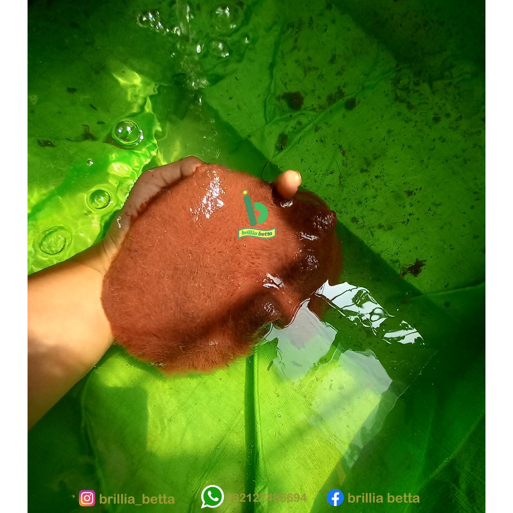 Harga Casut Terbaru Agustus 2024 |BigGo Indonesia