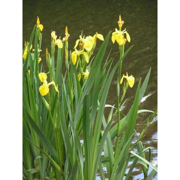 Jual tanaman hias iris bunga kuning | Shopee Indonesia