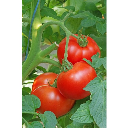 Jual Repack Benih Biji Bibit Tomat TYMOTI ( 15bj ) | Shopee Indonesia