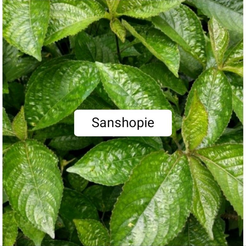 Jual Keji beling atau daun pecah beling kibeling segar 500 gram ...