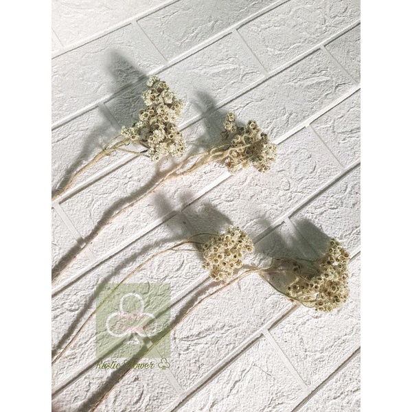 Jual Dried Flower Bunga Budidaya 1 tangkai Isian Bouquet Bunga Asli ...