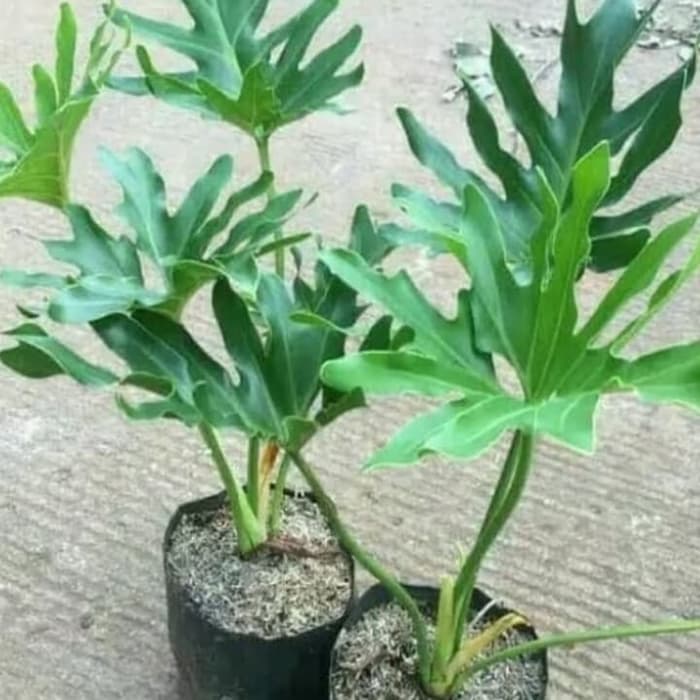 Jual tanaman hias pilo dendrum/tanaman pilo TAMAN AGHLO | Shopee Indonesia