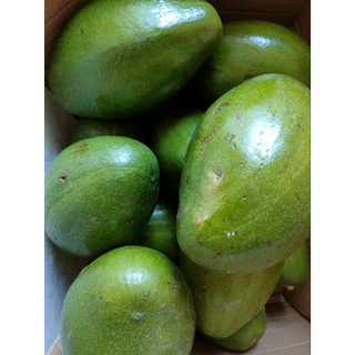 Jual pokat mentega 5kg | Shopee Indonesia