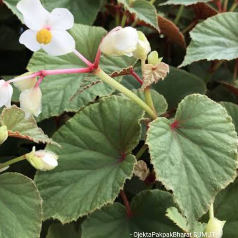 Begonia Hutan - Piffle.me