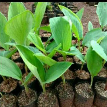 Jual pohon temu kunci | Shopee Indonesia