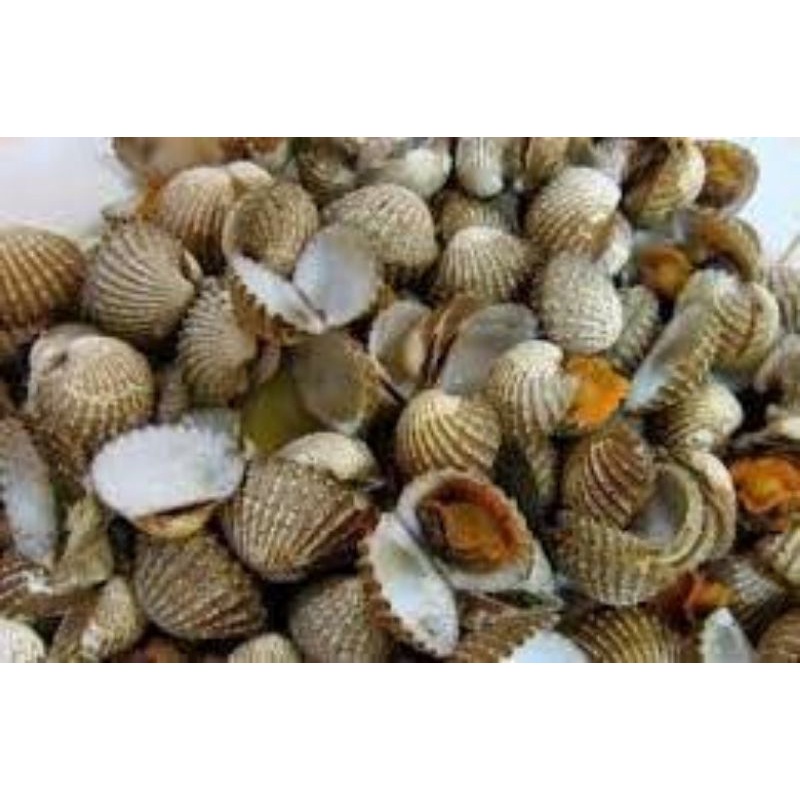 Jual Kerang Tudai Kupas per 1kg | Shopee Indonesia