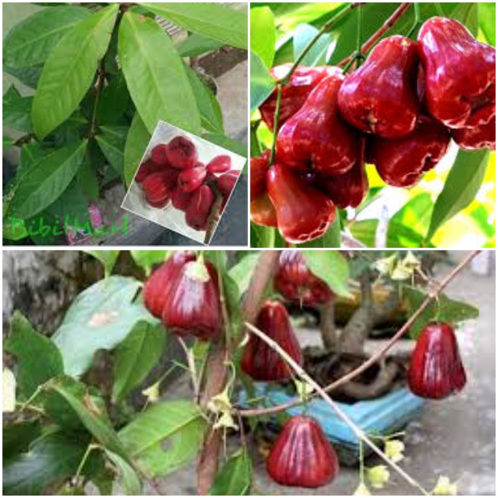 48+ Gambar Tanaman Jambu Air yang Banyak Dicari - Informasi Seputar ...