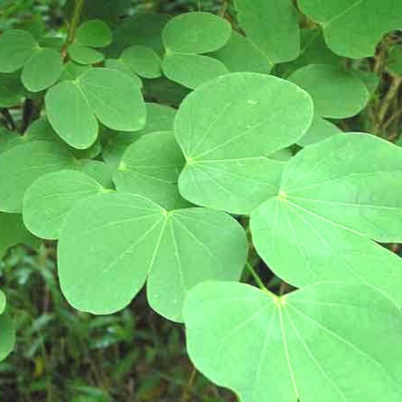 Jual Daun kupu-kupu herbal segar / Tayuman (Bauhinia Purpurea) 75 ...