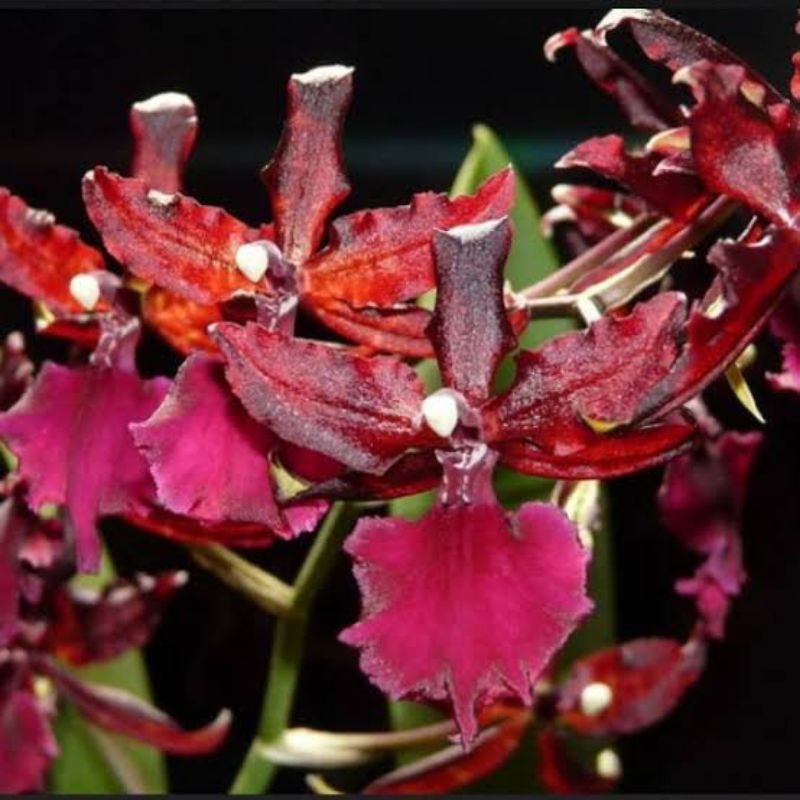 Jual Anggrek Oncidium Colmanara Massai Red | Shopee Indonesia