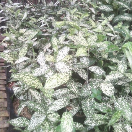 Jual Tanaman Bambu Dracena Florida Bagus/Pohon Drasena Florida Sudah ...