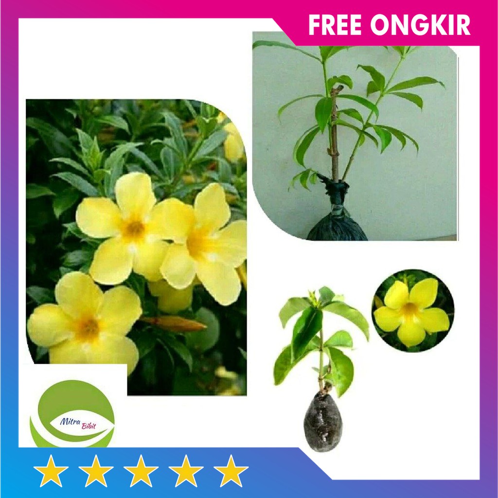 Wajib Tahu! 13+ Khasiat Tanaman Bunga Alamanda Terbaik - Informasi ...