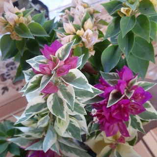 Jual Bunga Bougenville / Kertas Id Ice Cream Sakura Bibit Sambungan ...