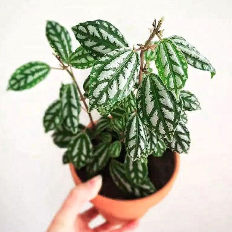 Jual ( BISA COD ) TERMURAH! Tanaman Hias Pilea Daun Mutiara - Tanaman ...