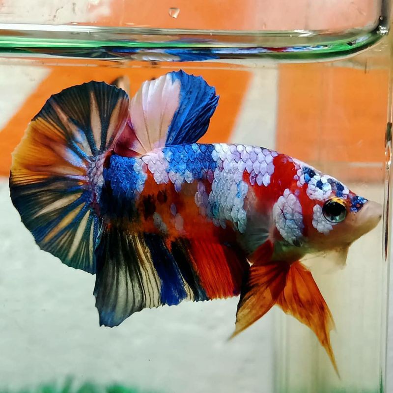 Ikan Cupang Plakat Nemo Multicolor | Shopee Indonesia