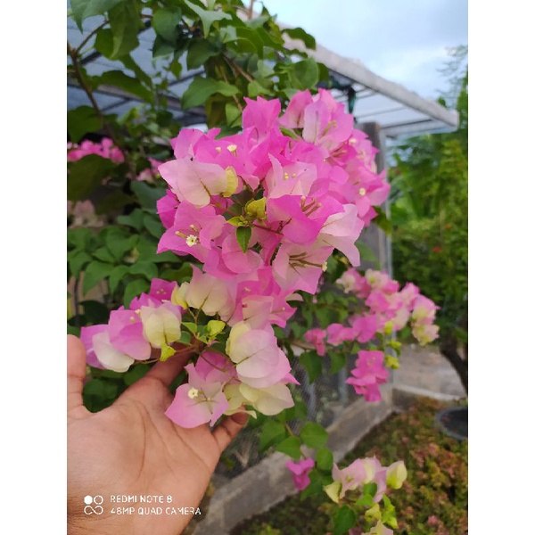 Jual Bibit Bougenville Bengawan Solo Murah Shopee Indonesia