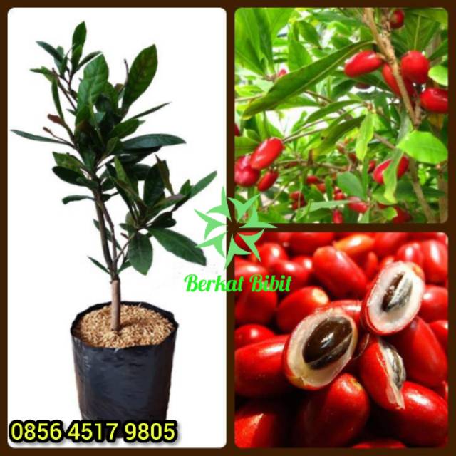 Tanaman Buah Ajaib - Miracle Fruit (Kondisi berbunga) | Shopee Indonesia