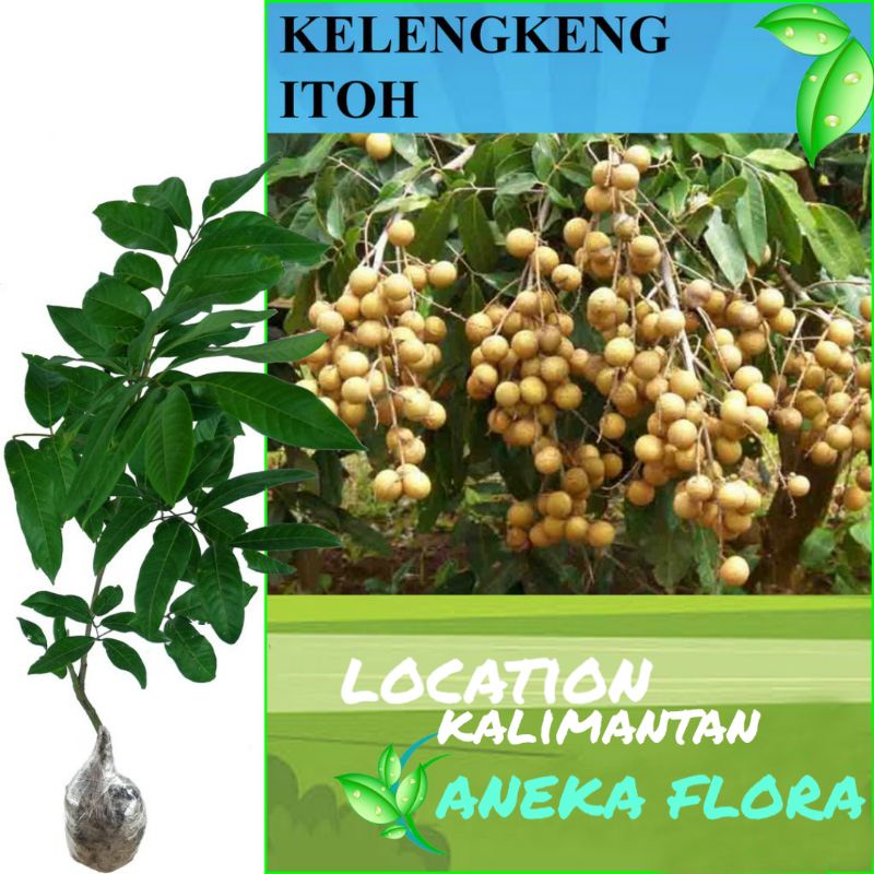 Jual TANAMAN KELENGKENG ITOH (90-120cm) | Shopee Indonesia