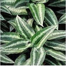 Jual PROMO!!!! Tanaman hias bunga andromeda jumbo cantik harga murah ...