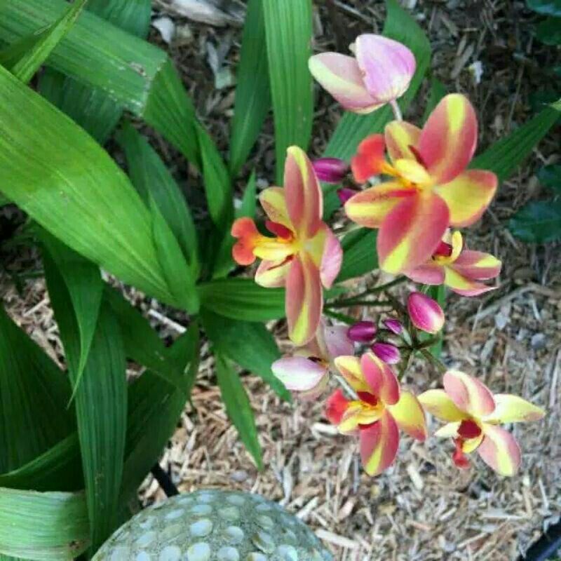 Jual ANGGREK TANAH KUNING MERAH | Shopee Indonesia