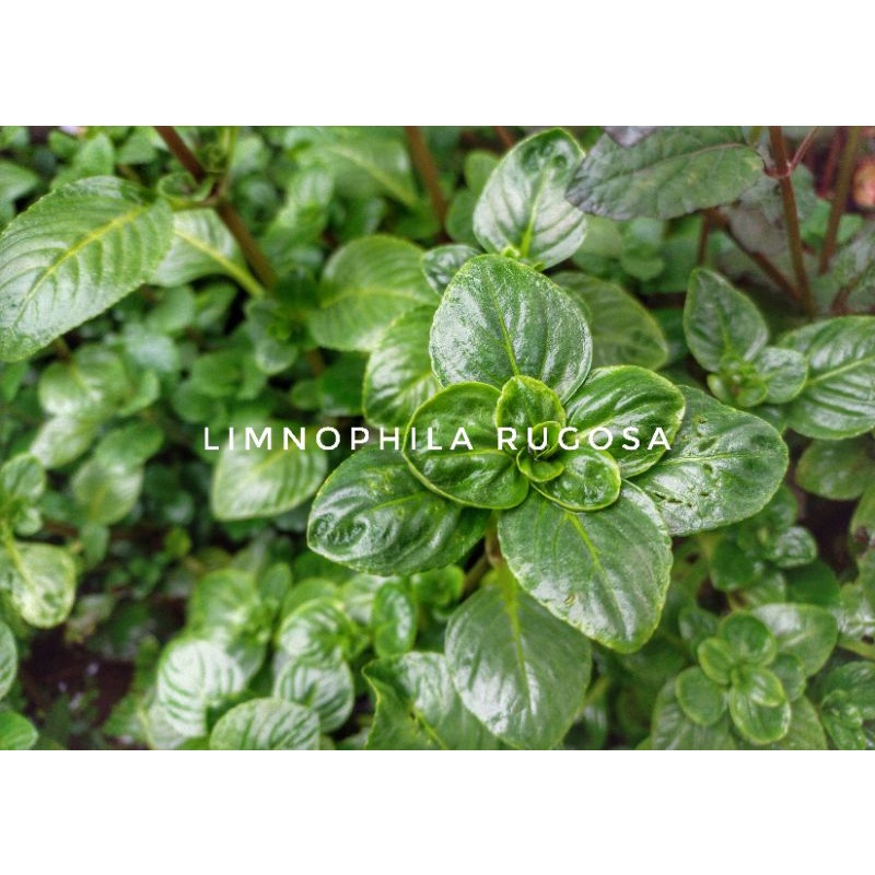 Jual Limnophila Rugosa (5 batang) - Tanaman Stem Aquascape (Stemplant ...