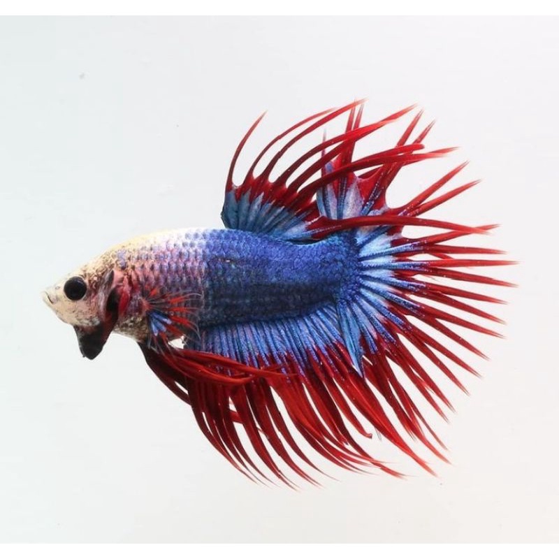 Jual serit crowntail maskot | Shopee Indonesia