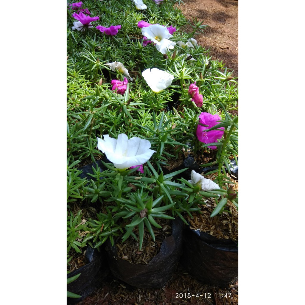 Jual Tanaman sutra bombay SBY bunga sutra bombay SBY pohon sutra bombay ...