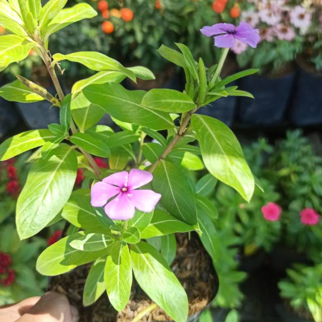 Catat! 10+ Cara Merawat Tanaman Bunga Pacar Air yang Wajib Diketahui ...