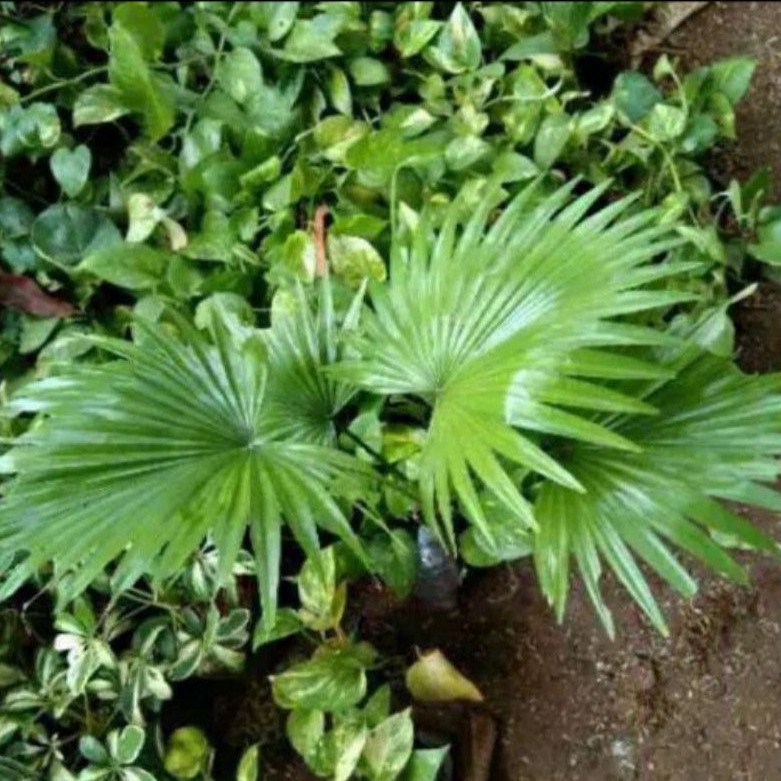 Jual TANAMAN HIAS PALEM SADENG//POHON PALEM BINTANG | Shopee Indonesia