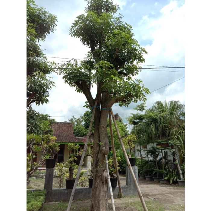 Jual Pohon Pule - Ukuran 5 m Lingkar Batang 45 cm diameter batang 15cm ...