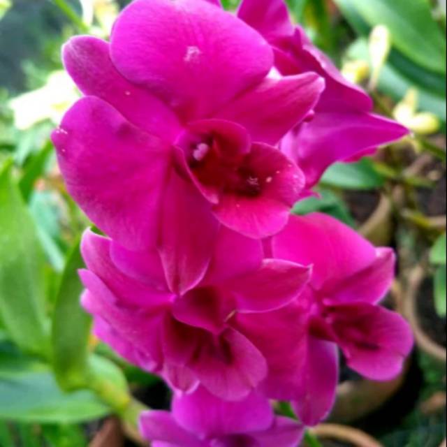 Jual Anggrek Dendrobium Red Bull | Shopee Indonesia