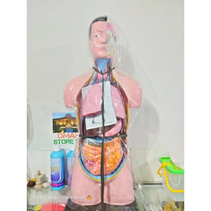 Jual Phantom/Manekin/Manikin/Organ Tubuh Manusia Torso Wanita/Torso ...