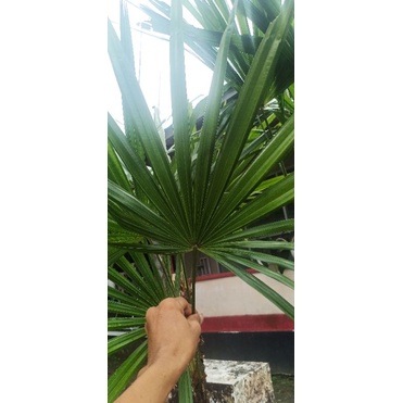 Jual Daun Palem Artificial dan daun waregu / Palm Leaf Tropical Tanaman ...