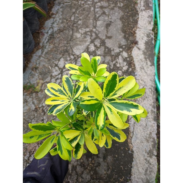 Jual tanaman hias Walisongo variegata / schefflera arboricola variegata | Shopee Indonesia