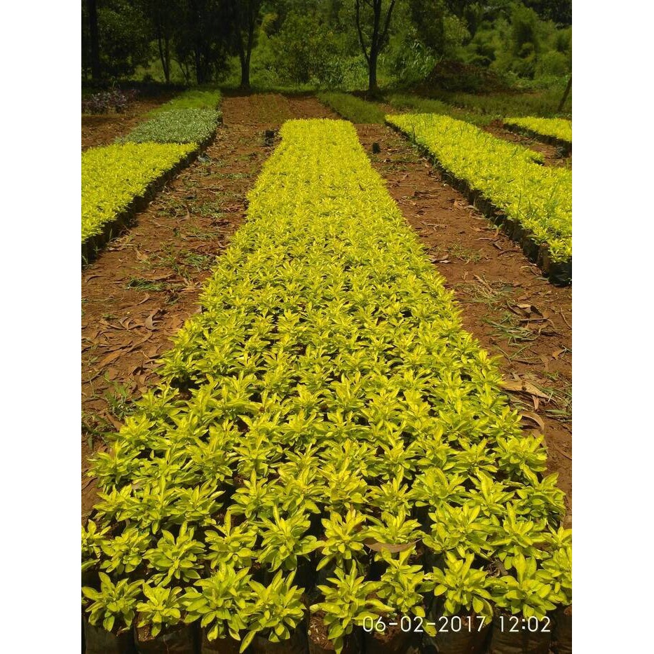 Jual tanaman kerokot kuning / pohon kerokot / tanaman krokot | Shopee ...