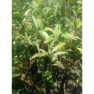 Jual BIBIT TANAMAN KAYU JENITRI TANAMAN POHON KAYU JENITRI KAYU TASBIH ...