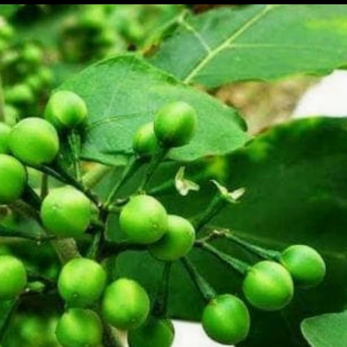 Jual POHON TEKOKAK / REMBANG - BIBIT TANAMAN POHON BUAH RIMBANG ...