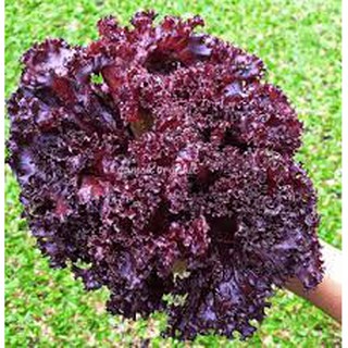 Jual Bibit Selada Merah Benih Sayuran dan Buah Siap Tanam Lengkap Bisa ...