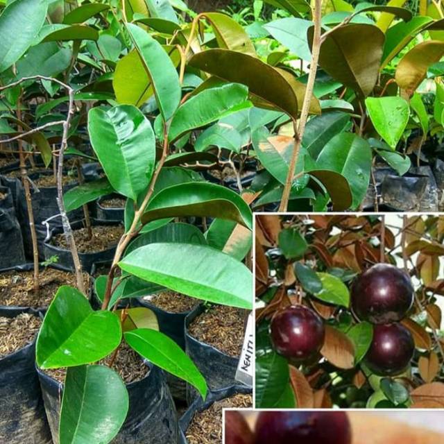 Harga genitu Terbaru Sep 2025 | BigGo Indonesia