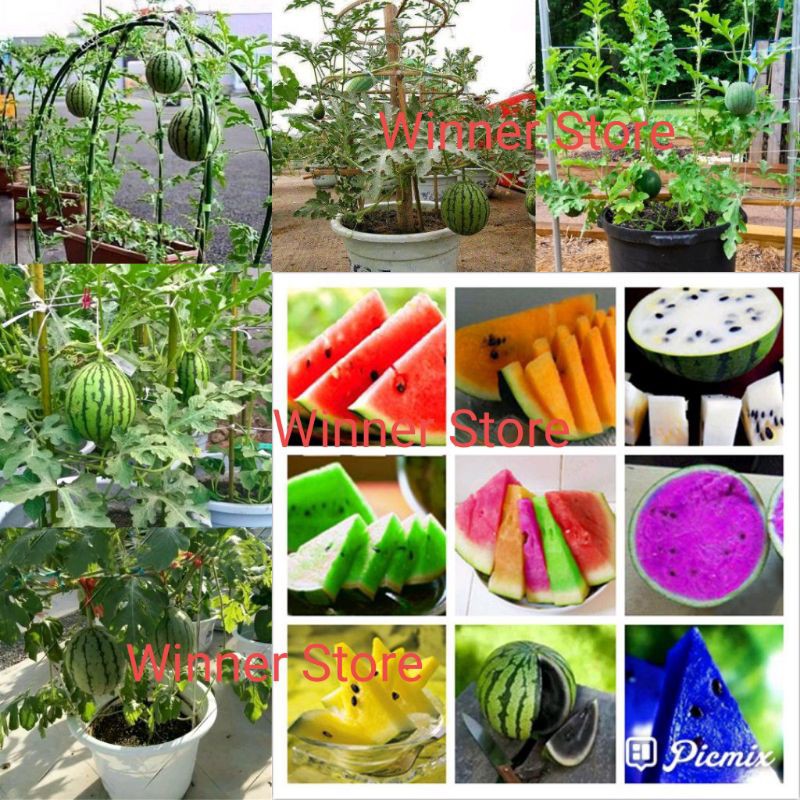 Jual 7 butir biji benih watermelon citrullus lanatus tembikai semangka ...