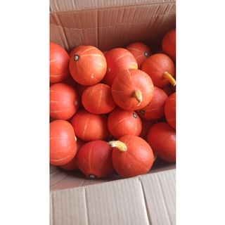 Jual LABU KABOCHA ORANGE / LABU KUNING / LABU Jepang COMBUCHA berat 800 ...
