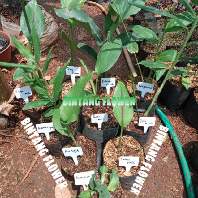 Jual Paket 10 tanaman herbal rimpang/temu putih hitam lawak/kunyit ... Jual Paket 10 tanaman herbal rimpang/temu putih hitam lawak/kunyit ...