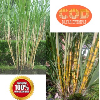 Jual pohon tebu lengkap (akar, batang dan daun) | Shopee Indonesia