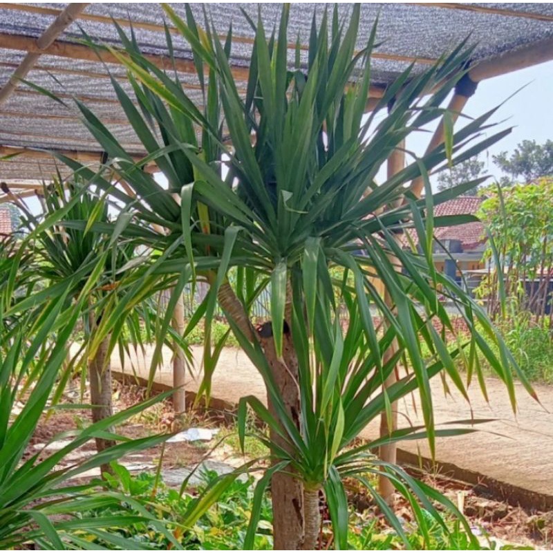 Jual tanaman pandan bali bercabang tinggi 1,5 meter | Shopee Indonesia