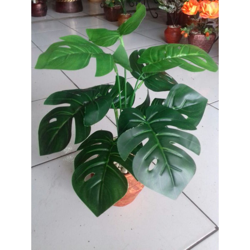 Jual Monstera Bunga Monstera daun Monstera + pot Indonesia|Shopee Indonesia