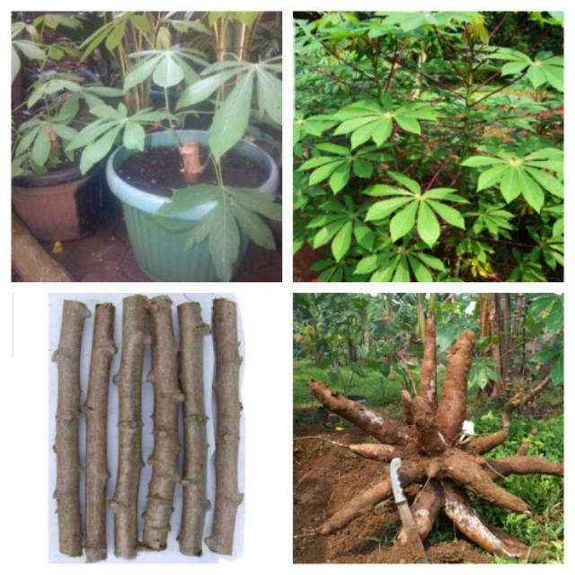 Jual Bibit singkong daun sayur umbi besar hibrida tanaman sayuran murah ...