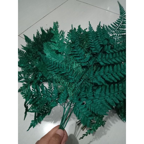 Jual daun pakis kering/ daun pakis rustic/ rustic Indonesia|Shopee ...