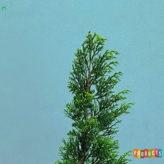 Jual Tanaman Cemara pua-pua piramid / juniperus torulosa | Shopee Indonesia